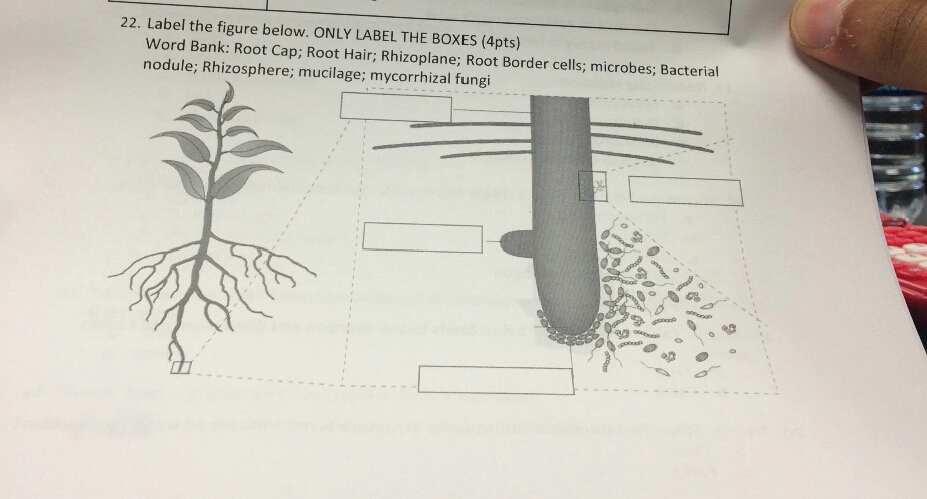 Solved 22. Label the figure below. ONLY LABEL THE BOXES | Chegg.com