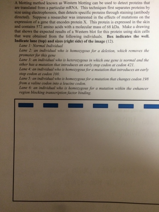 Solved A blotting method known as Western blotting can be | Chegg.com
