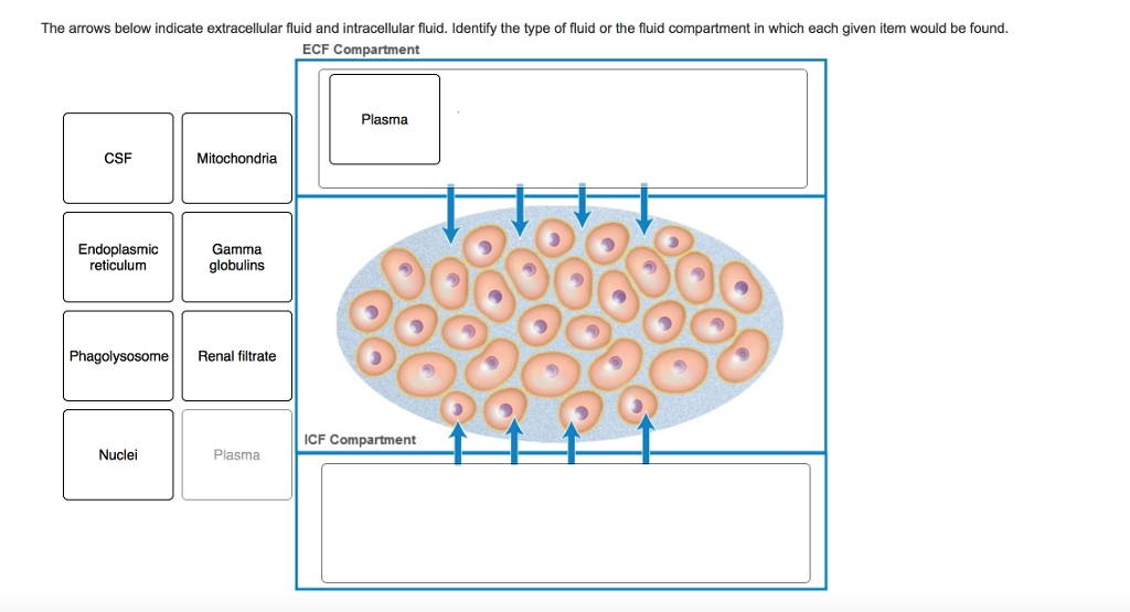 Solved The arrows below indicate extracellular fluid and | Chegg.com