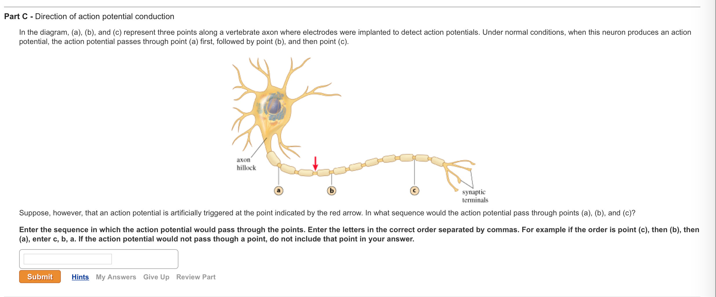 Solved Part C - Direction of action potential conduction In | Chegg.com