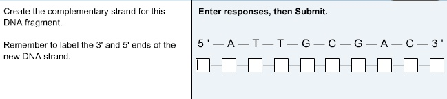 Solved Create the complementary strand for this DNA | Chegg.com