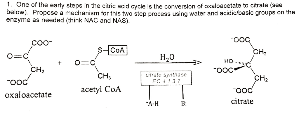 Solved One of the early steps in the citric acid cycle is | Chegg.com