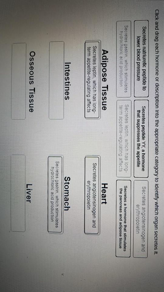 Solved Click and drag each hormone or description Into the | Chegg.com