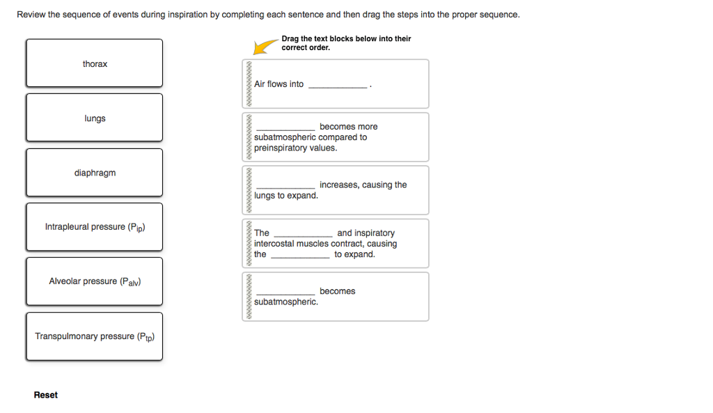 Solved Review the sequence of events during inspiration by | Chegg.com