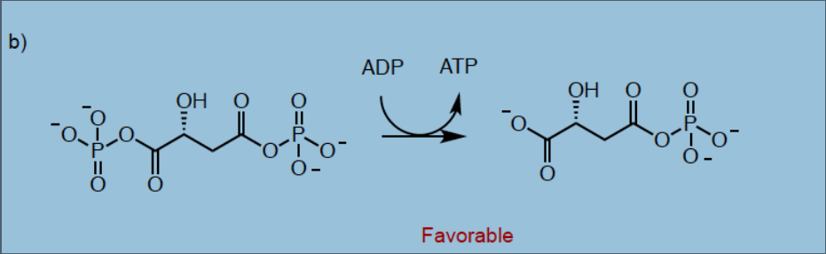 Why is this reaction thermodynamically favorable? | Chegg.com