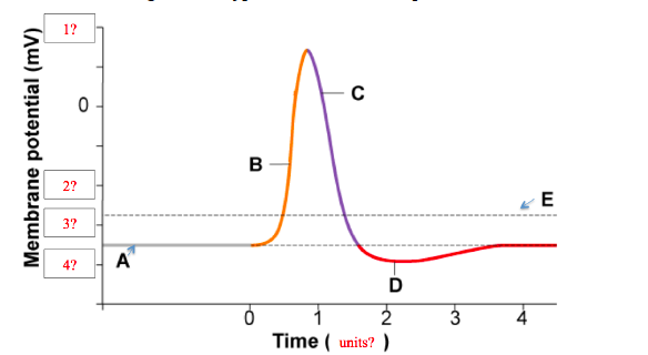 Solved Consider the diagram of a typical neuron’s action | Chegg.com
