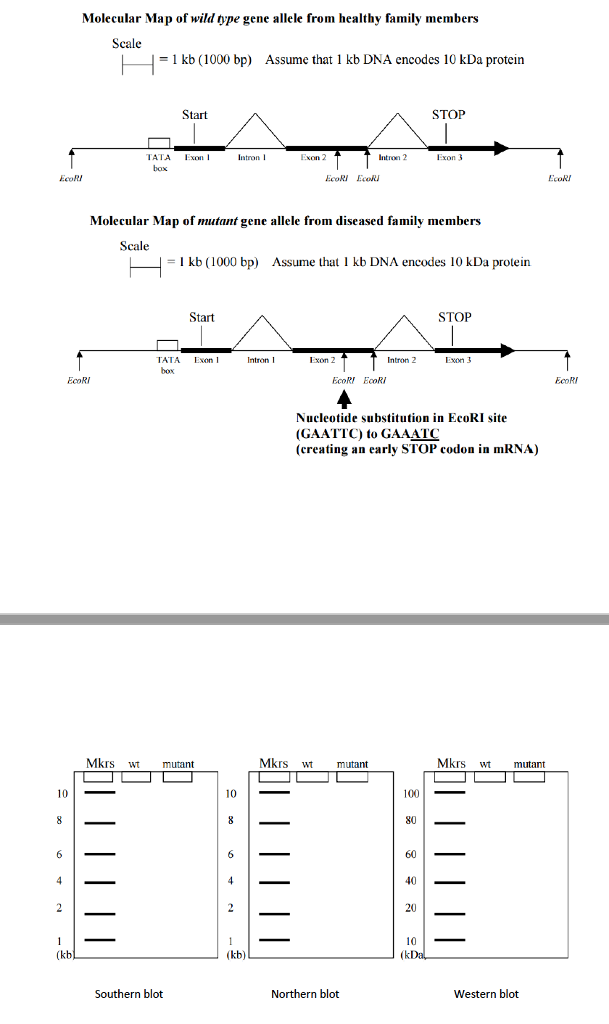 Solved The molecular maps of the two alleles of a | Chegg.com
