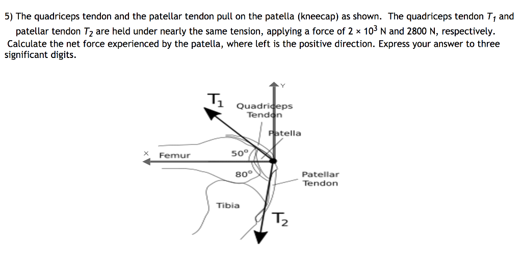 Solved 5) The quadriceps tendon and the patellar tendon pull | Chegg.com