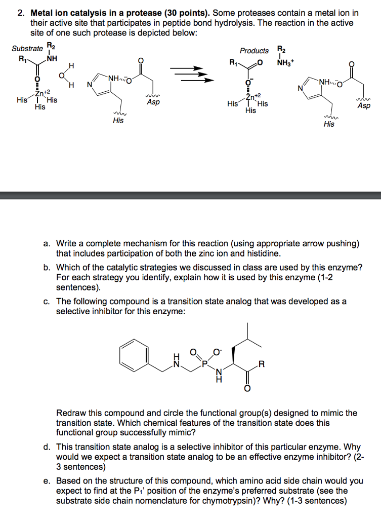 Solved 2. Metal ion catalysis in a protease (30 points). | Chegg.com