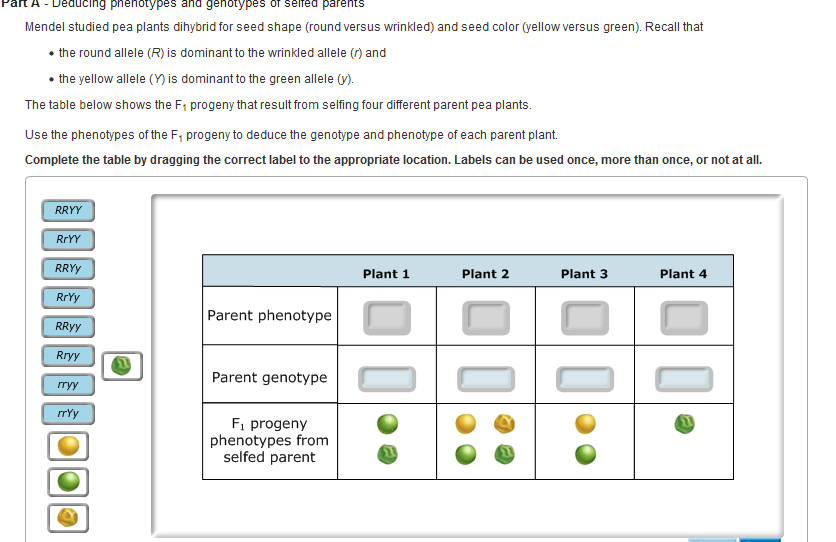 Solved Mendel studied pea plants dihybrid for seed shape | Chegg.com