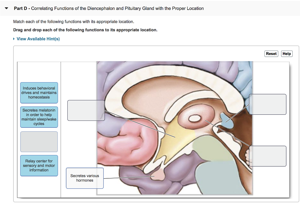 Solved Part D-Correlating Functions of the Diencephalon and | Chegg.com