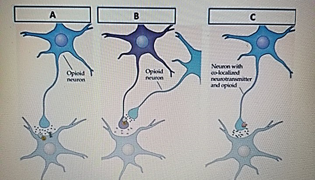 Solved 4. This image shows a graphical display how opioids | Chegg.com