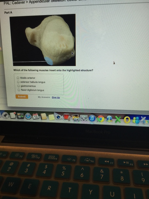 Solved Which of the following muscles insert onto the | Chegg.com