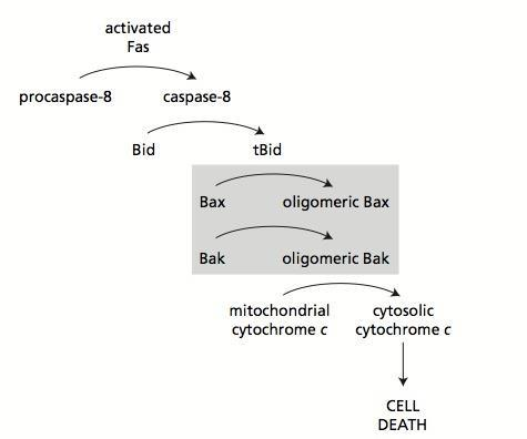 Table Legend: Results in Bid-/- and in Bax-/-Bak-/- | Chegg.com