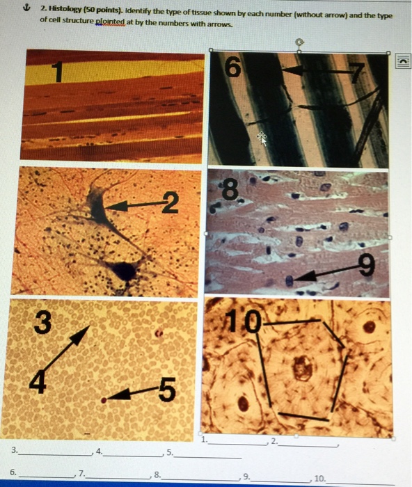 Solved Histology Identify the type of tissue shown by each | Chegg.com