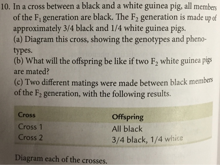 Solved In a cross between a black and a white guinea pig, | Chegg.com