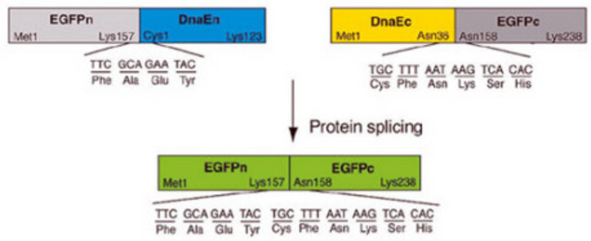 Solved A genetic approach can be used to identify | Chegg.com