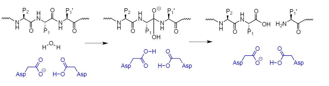 Solved The peptide hydrolysis reaction catalyzed by | Chegg.com
