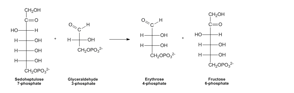 Solved One of the steps in the pentose phosphate pathway for | Chegg.com
