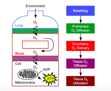 Solved Environment Lung Blood O, Cell O2 ADP ATP | Chegg.com