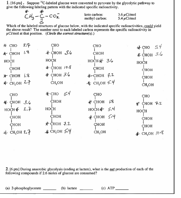 Solved Suppose 14C-labeled glucose were converted to | Chegg.com