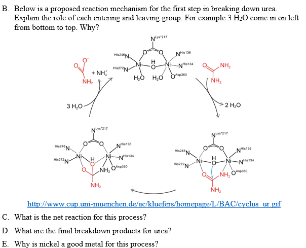 Urease was the first enzyme to be crystallized and is | Chegg.com