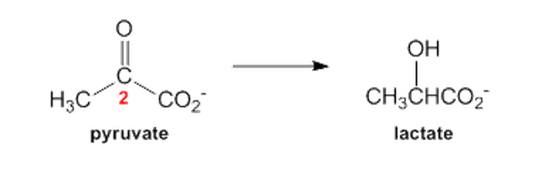 The reduction of pyruvate to form lactate occurs as a | Chegg.com