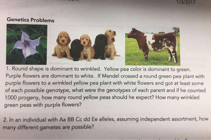 Solved 1/3/2017 Genetics Problems 1. Round shape is dominant | Chegg.com