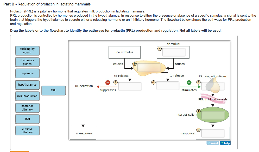 Solved Prolactin (PRL) is a pituitary hormone that regulates | Chegg.com