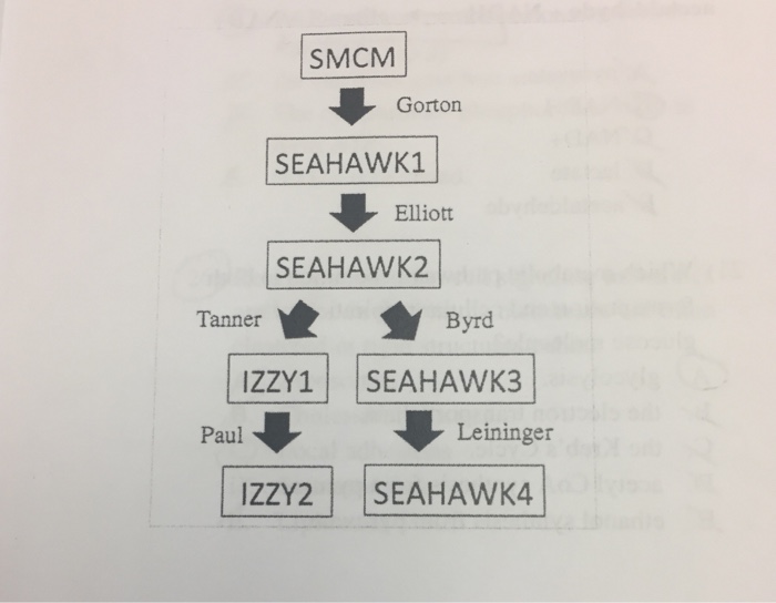 Solved SMCM Gorton SEAHAWK Elliott SEAHAWK2 Tanner Byrd | Chegg.com
