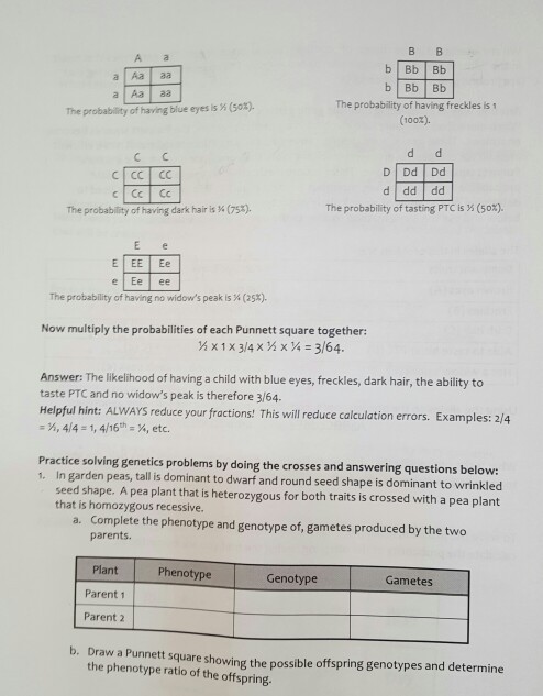 Solved he Fi generation. If we crossed two of the F1 The | Chegg.com