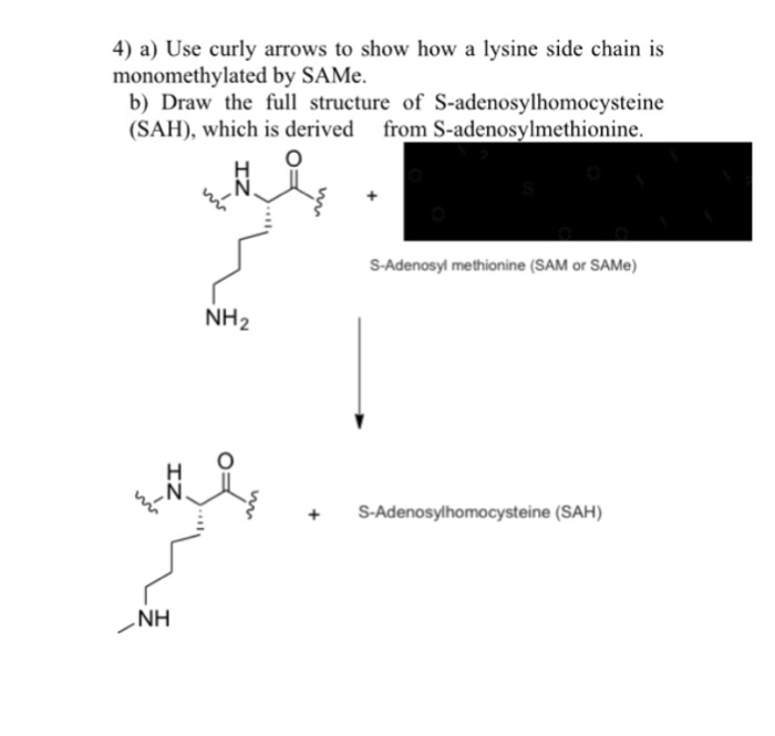 Solved Use curly arrows to show how a lysine side chain is | Chegg.com