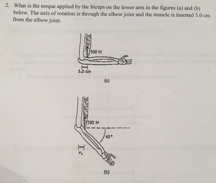 Solved What is the torque applied by the biceps on the lower | Chegg.com