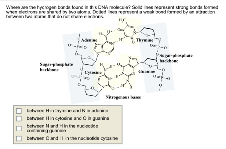 Solved Where are the hydrogen bonds found in this DNA | Chegg.com
