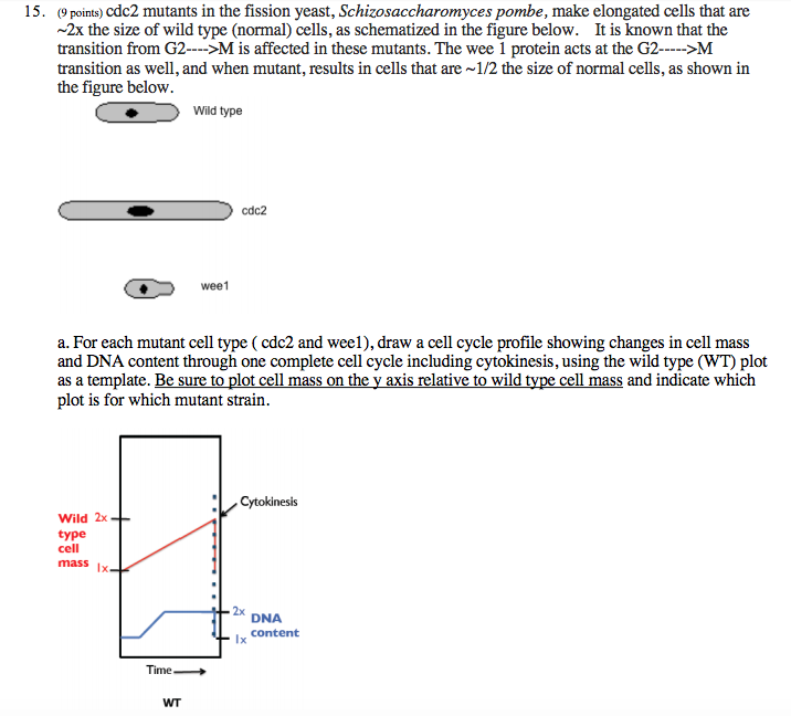 Solved cdc2 mutants in the fission yeast, | Chegg.com