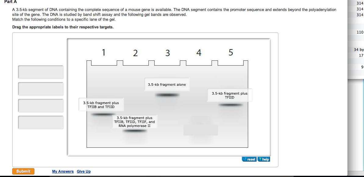 Solved A 3.5-kb segment of DNA containing the complete | Chegg.com