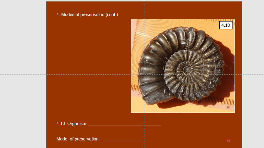 Solved Identify the Modes of Preservation and the Organism. | Chegg.com