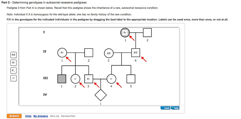 Solved Determining genotypes in autosomal recessive | Chegg.com Solved Determining genotypes in autosomal recessive | Chegg.com