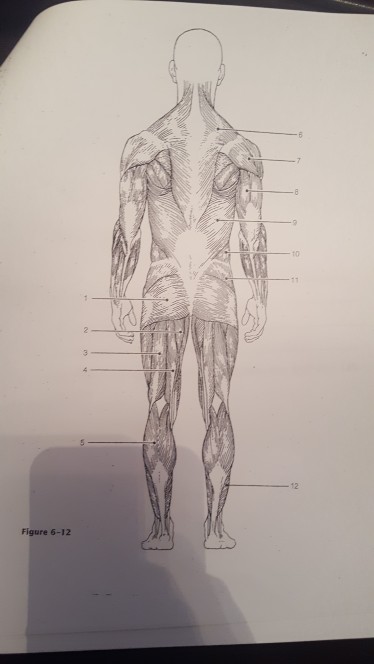 Solved Identify each of the numbered muscles in Figure 6-12 | Chegg.com Solved Identify each of the numbered muscles in Figure 6-12 | Chegg.com