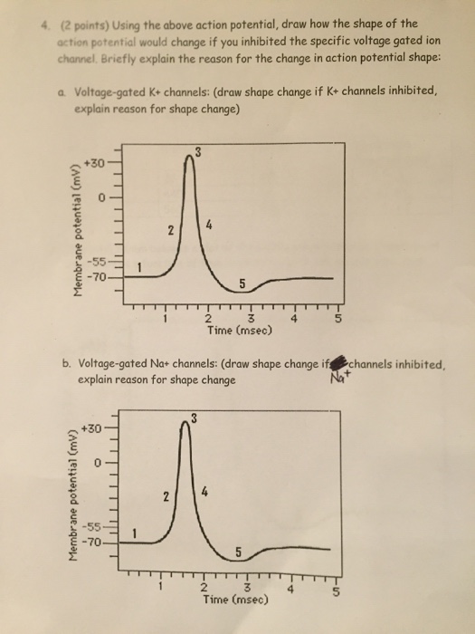 Solved How the shape of the action potential would change if | Chegg.com