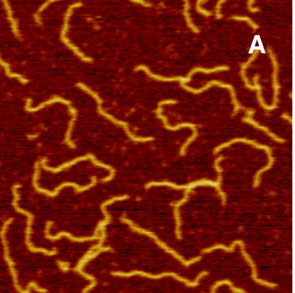 Solved DNA persistence length. The following picture | Chegg.com