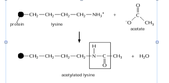 Lysine Charged