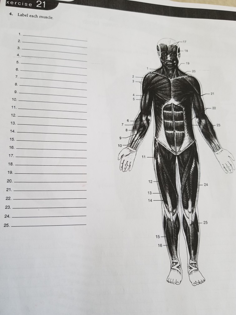 Solved xercise 21 4. Label each muscle. 17 2. -18 2 10 12. | Chegg.com Solved xercise 21 4. Label each muscle. 17 2. -18 2 10 12. | Chegg.com