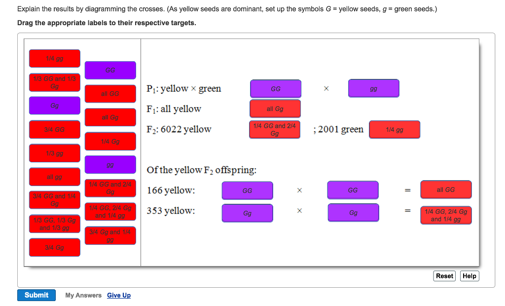 Solved Mendel crossed peas having green seeds with peas | Chegg.com