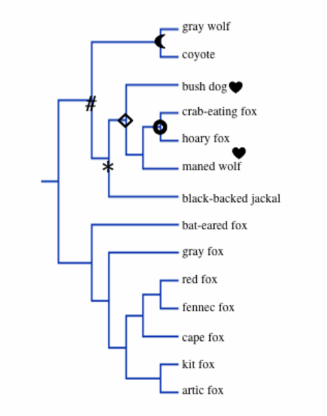Solved See the evolutionary tree below and answer the | Chegg.com