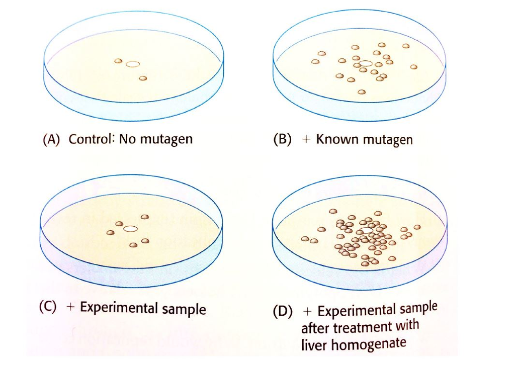 Solved assignment The figure below shows four petri | Chegg.com