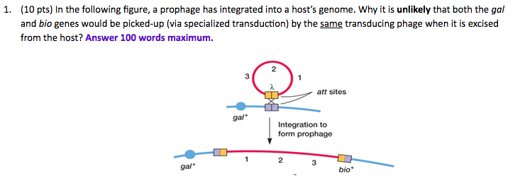 Solved In the following figure, a prophage has integrated | Chegg.com