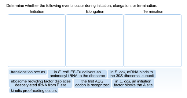 Solved Which occurs during elongation, initiation, | Chegg.com