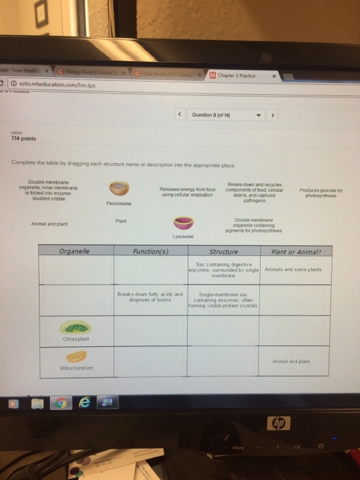 Solved Complete the table by dragging each structure name or | Chegg.com