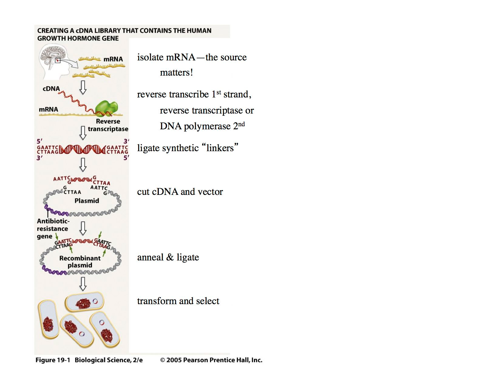 Solved If you created a cDNA library, as illustrated in the | Chegg.com